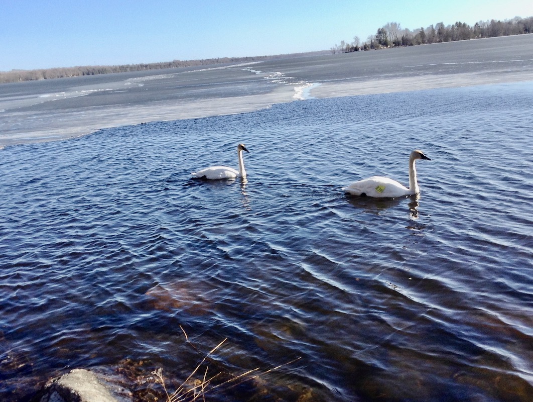 Kawartha’s Lakefront Cottage on Lake Dalrymple - Kawartha Cottage Vacations